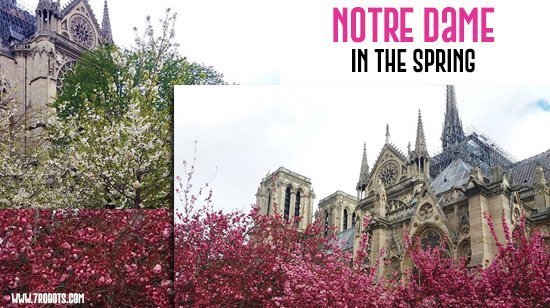 Paris in the Spring - Notre Dame Cathedral. Photos by Suzy Dias