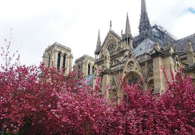 Paris in the Spring - Notre Dame Cathedral. Photos by Suzy Dias