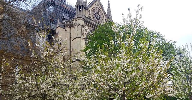 Paris in the Spring - Notre Dame Cathedral. Photos by Suzy Dias